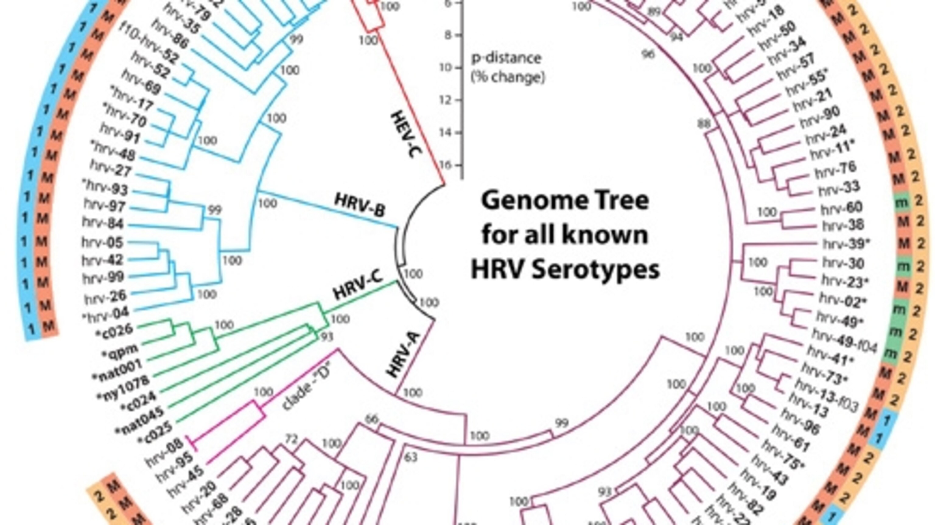 Human Rhinovirus Diagram