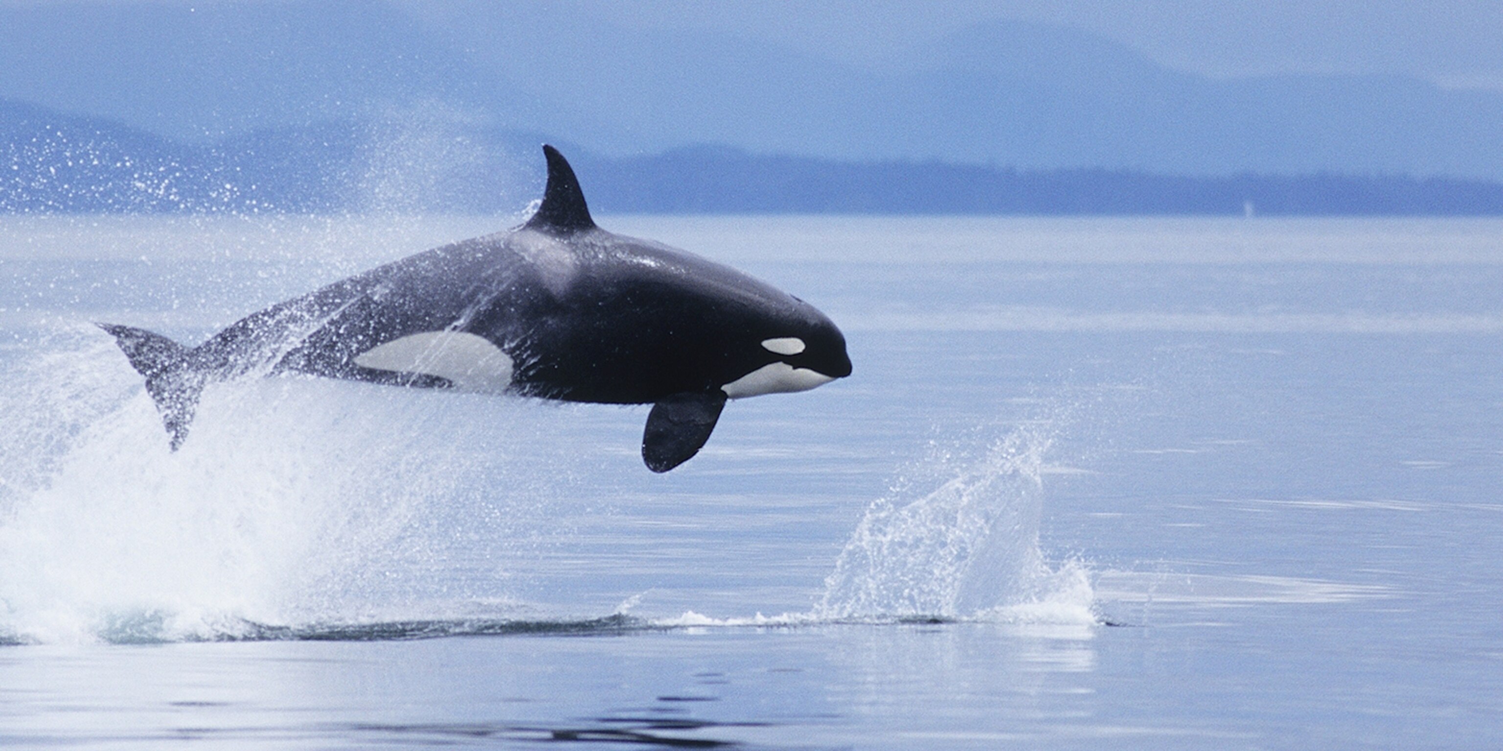 Take a Look at These Amazing Airborne Animals