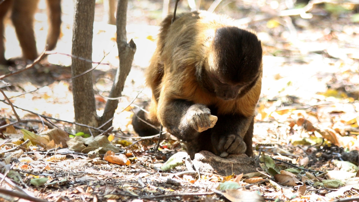 Oldest Non-Human Stone Tools Outside Africa Created by Monkeys ...