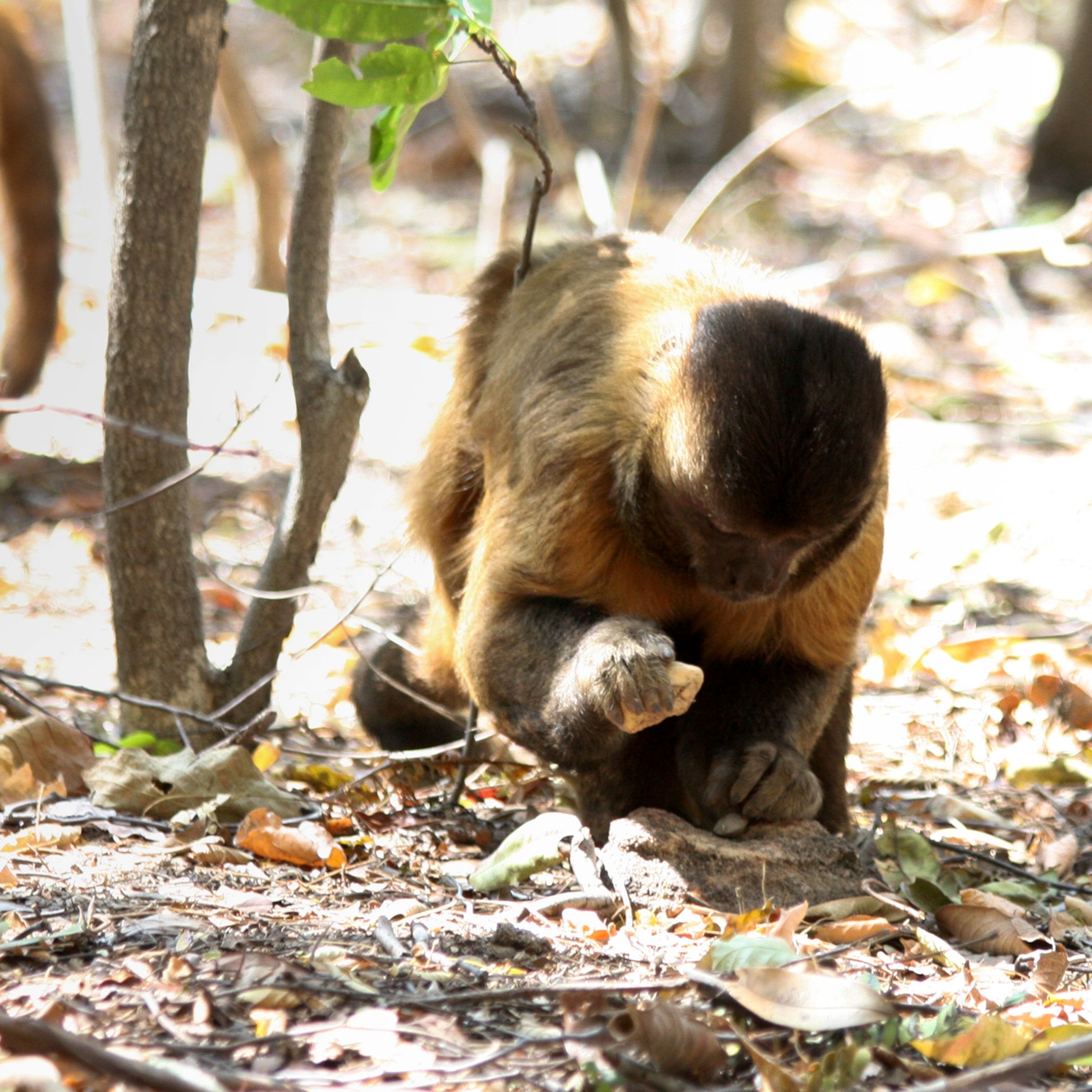 Oldest non-human stone tools outside Africa found in Brazil
