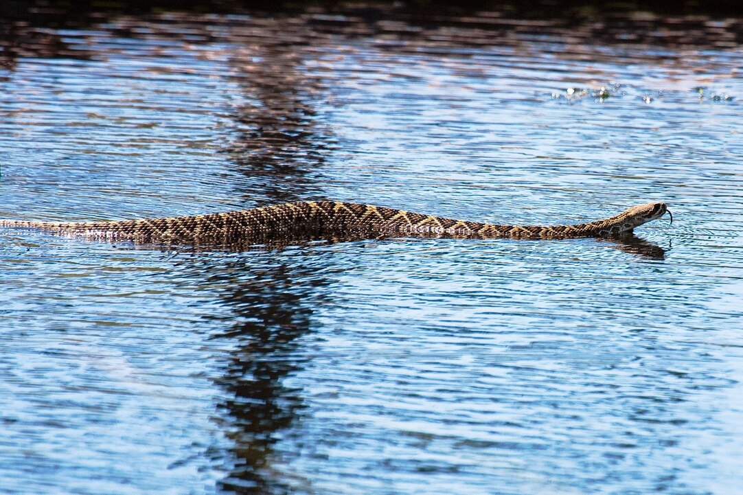Eastern Diamondback Klapperslangebitt Timber Rattlesnake Vs. Eastern