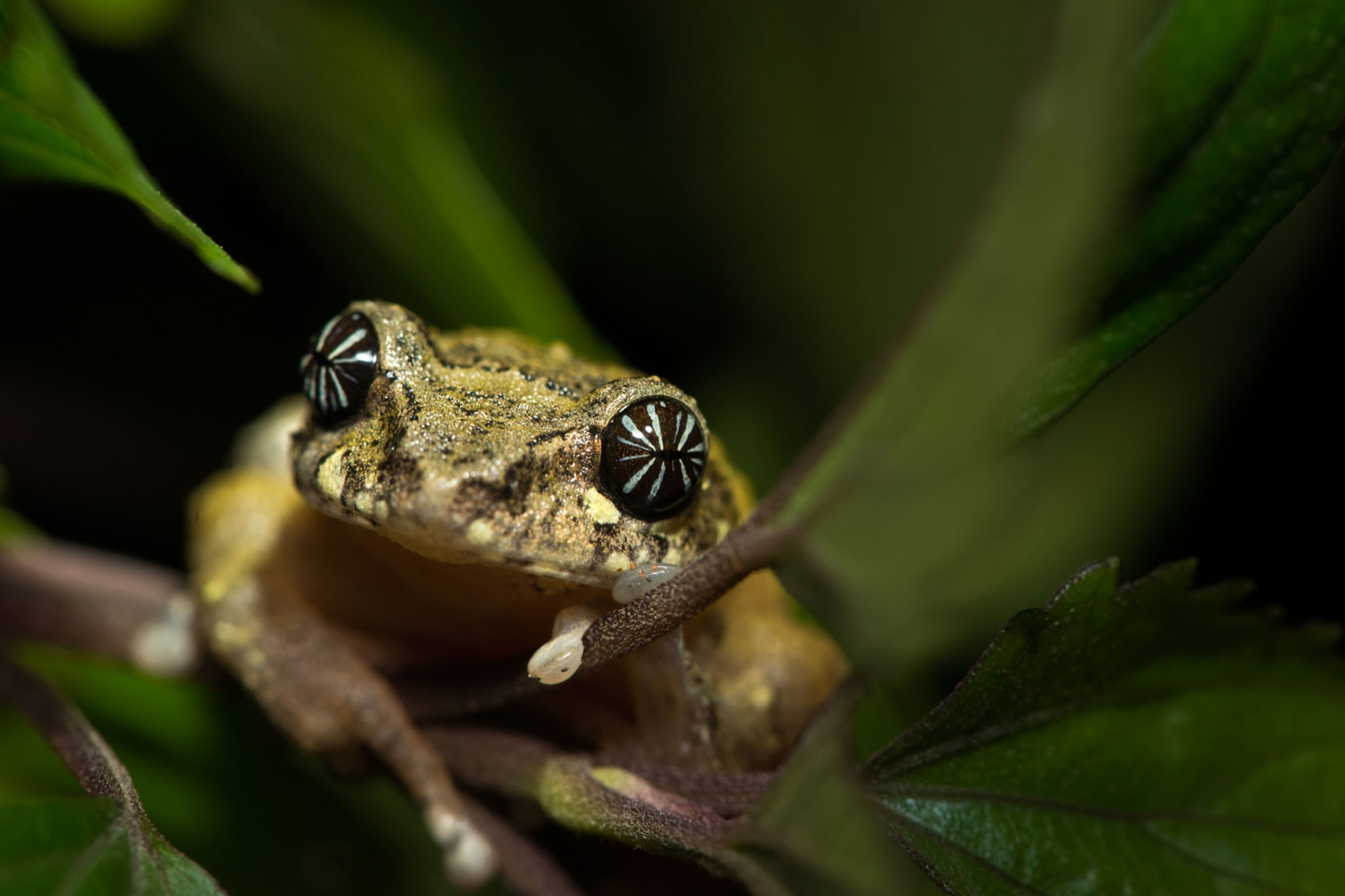Breathtaking ‘Sky Islands’ Showcase Evolution in Action
