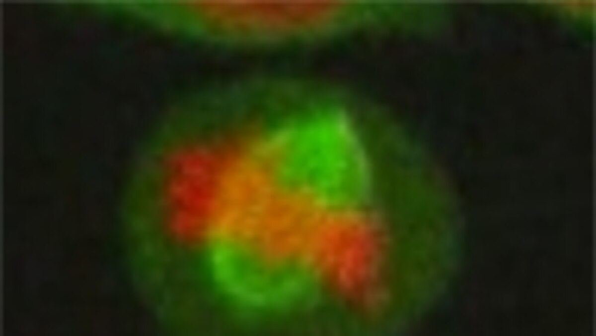 Movies of life show the dance of dividing cells | National Geographic