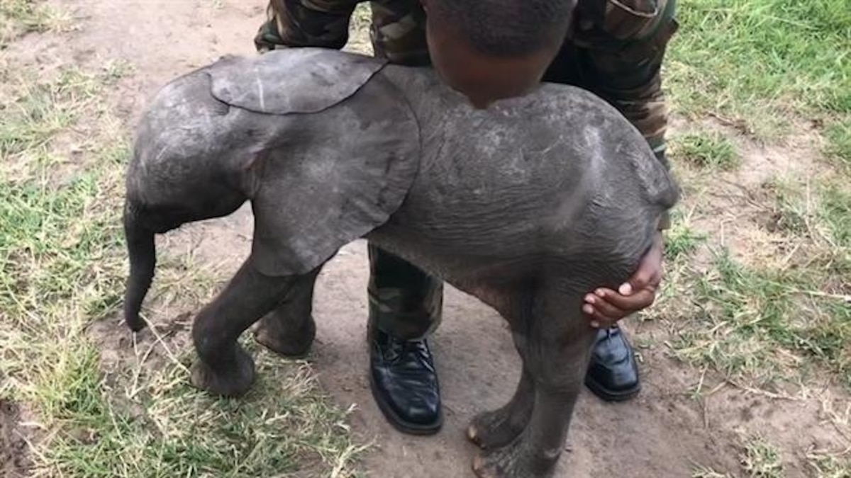 Orphaned Baby Elephant Rescued by Helicopter in Kenya | National Geographic
