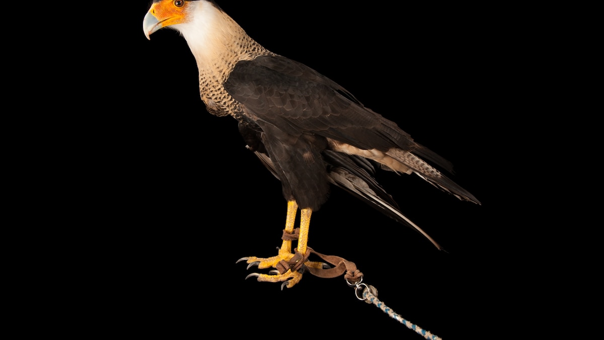 Crested caracara, facts and photos | National Geographic