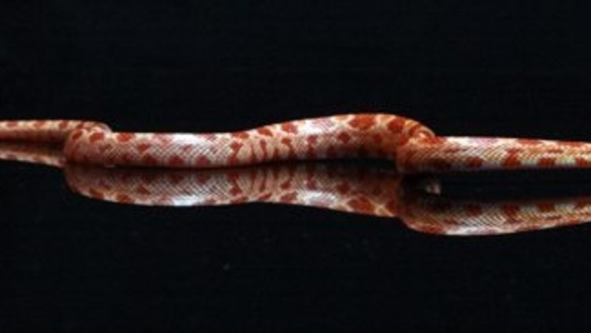 How To Be A Snake [Life in Motion] | National Geographic