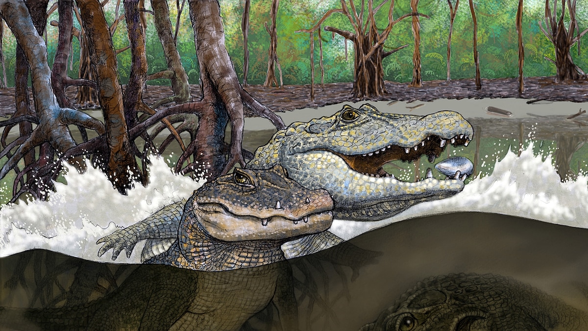 Peru’s Prehistoric Croc Hotspot | National Geographic