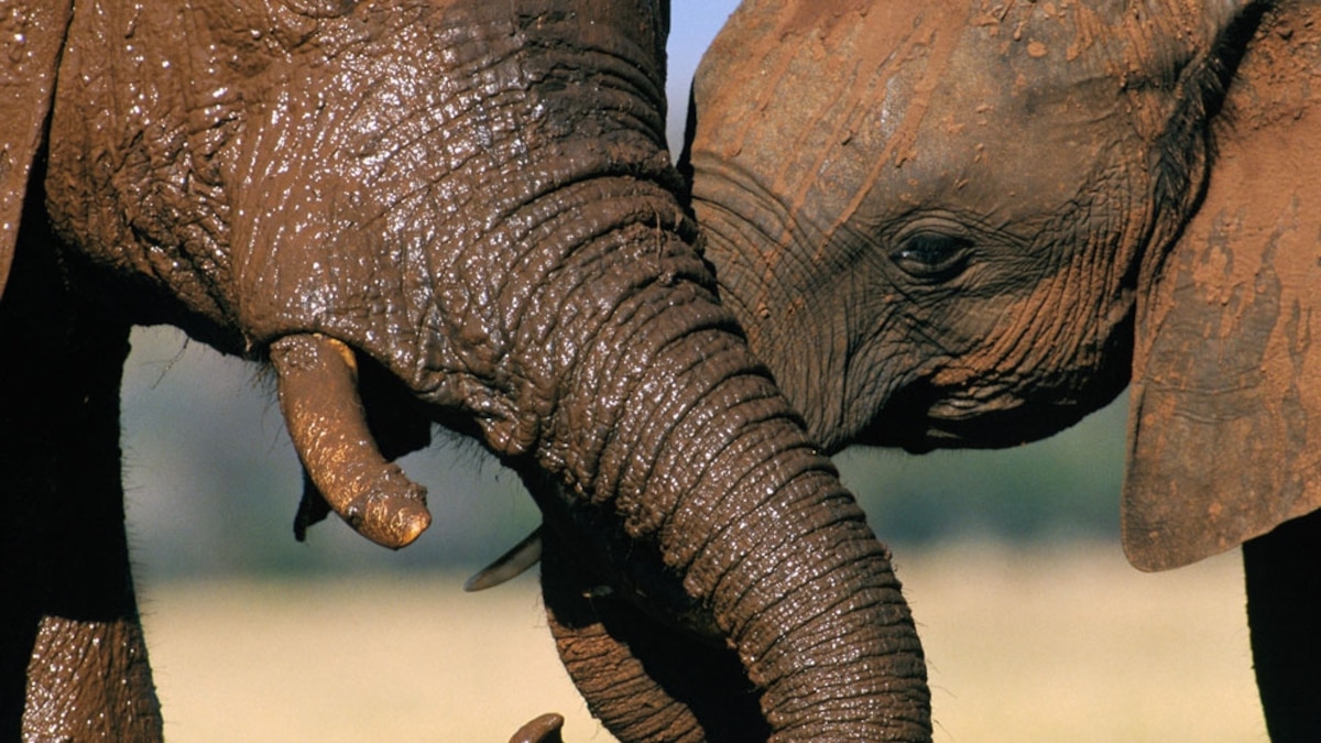 Animal Mothers and Babies Photos, Pictures, Gallery -- National ...