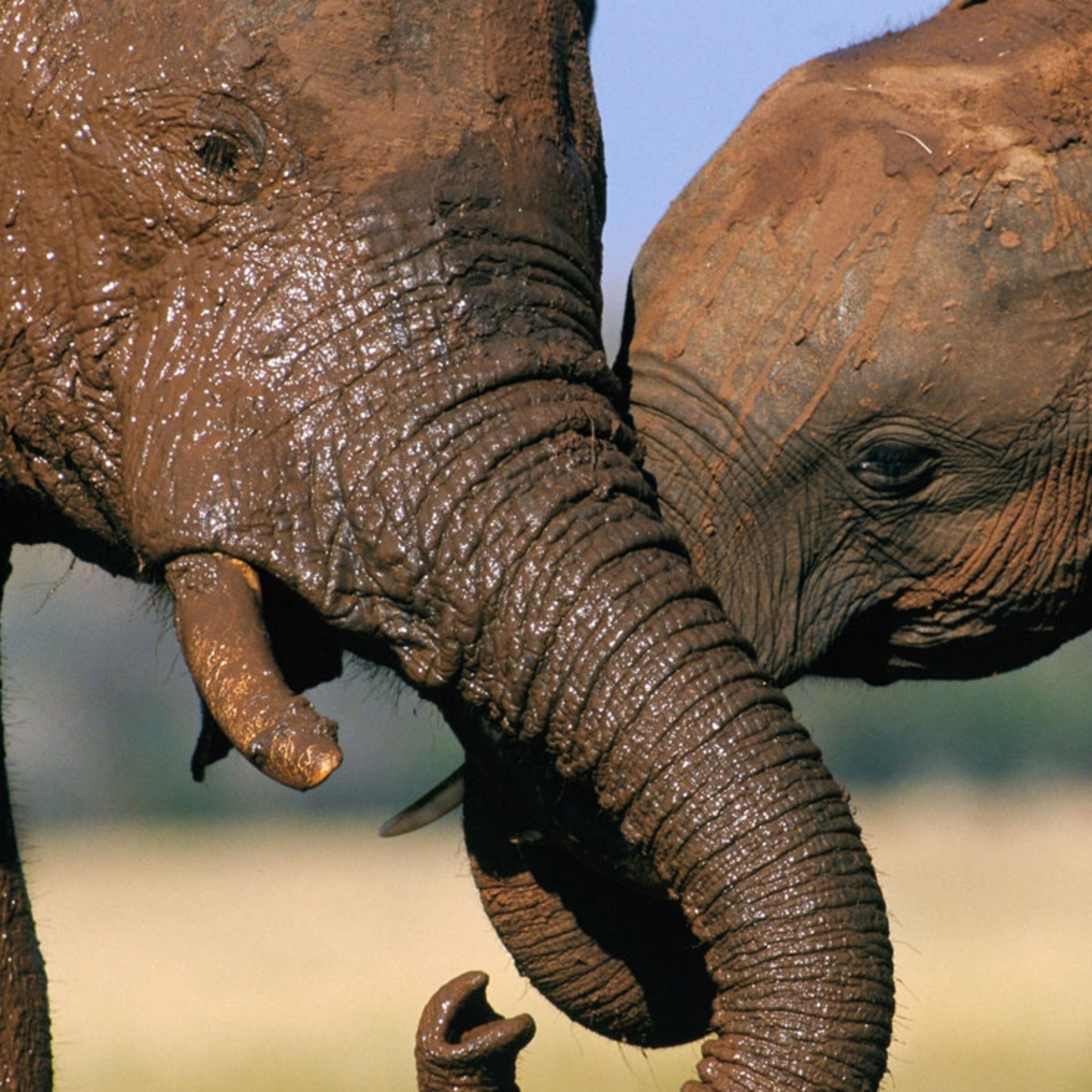 Domestic Baby Animals With Their Mothers