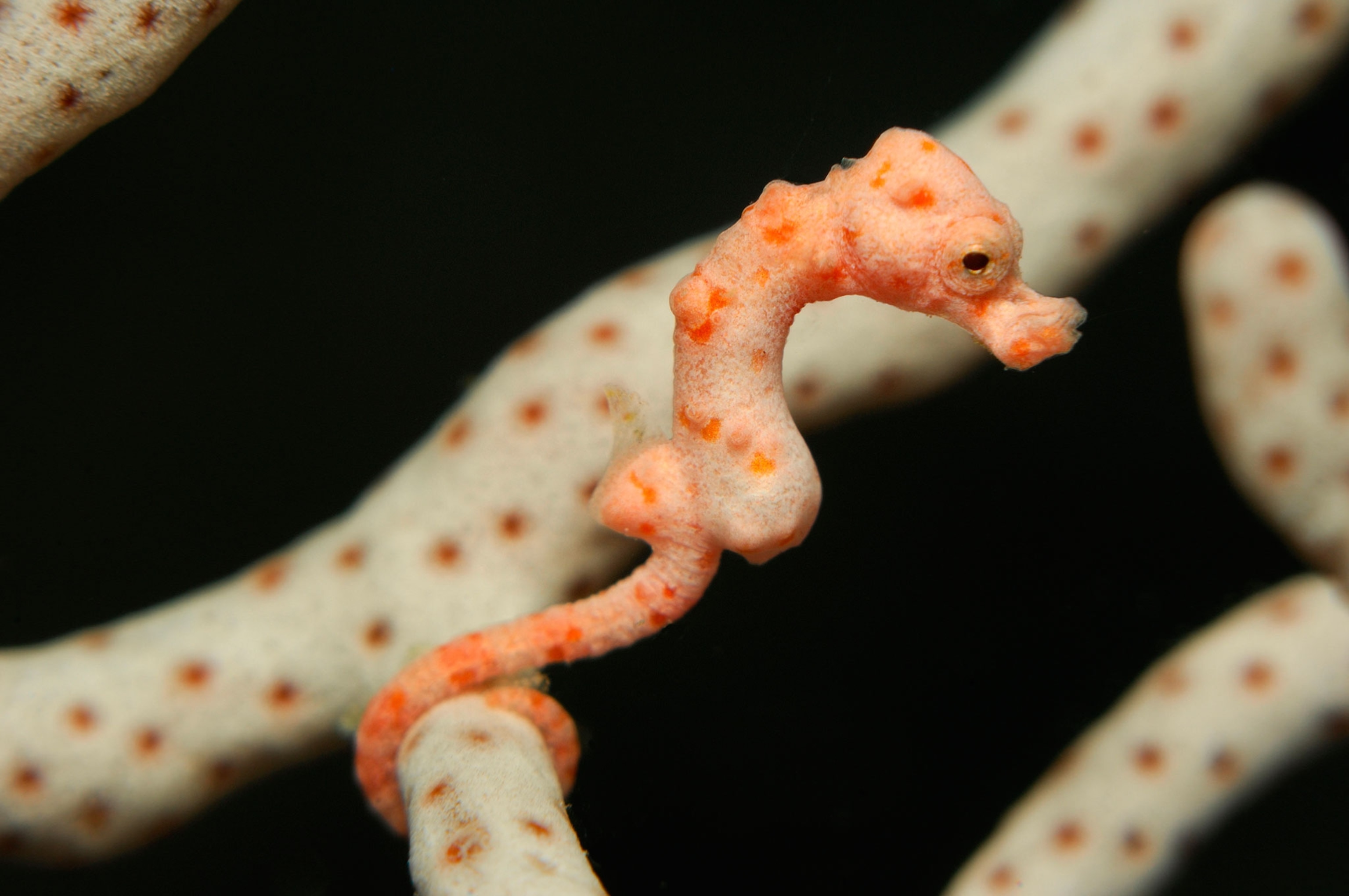 Romance of the Seas: Strange Mating Habits of the Seahorse | National ...