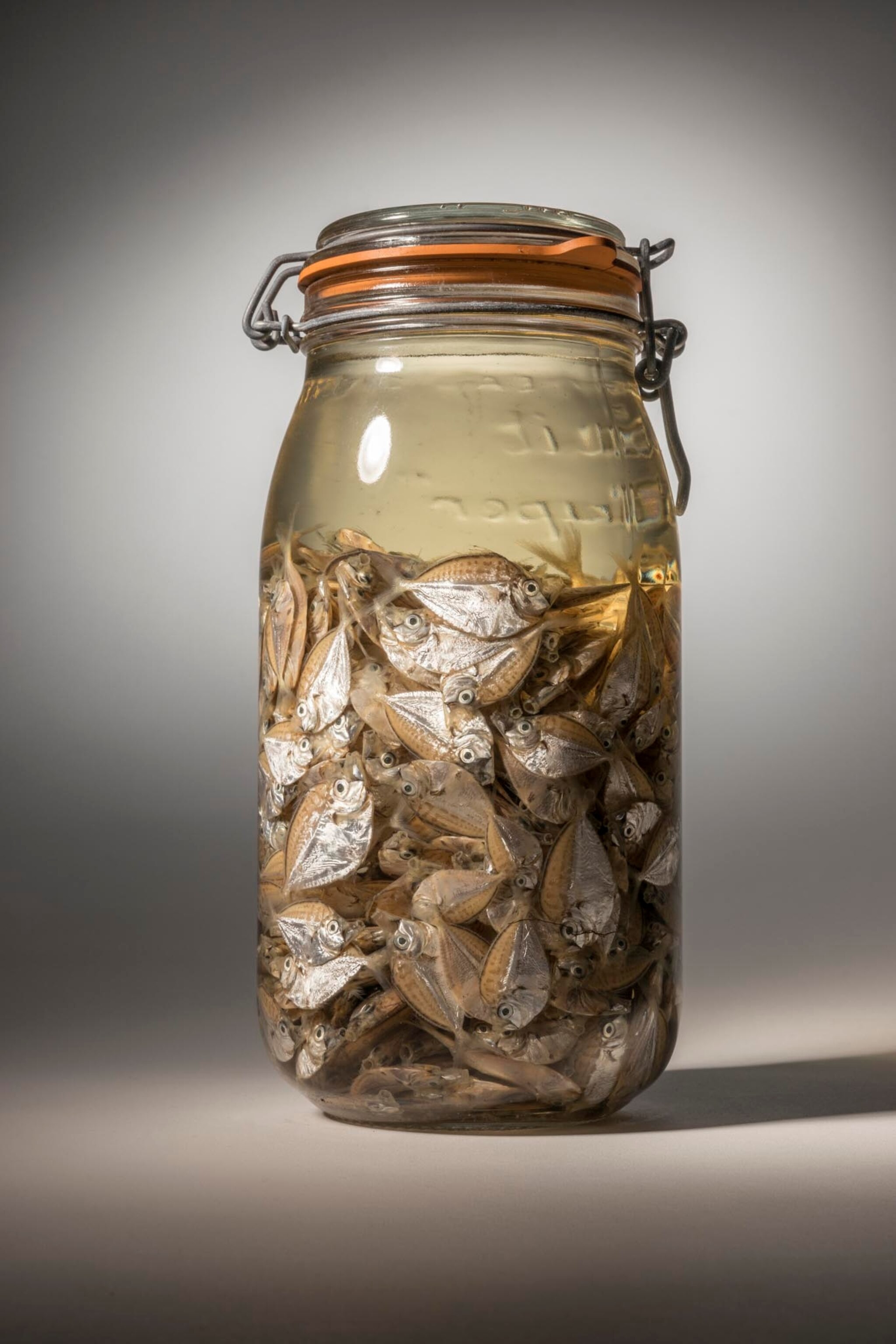 These surreal jarred fish tell an urgent story of extinction