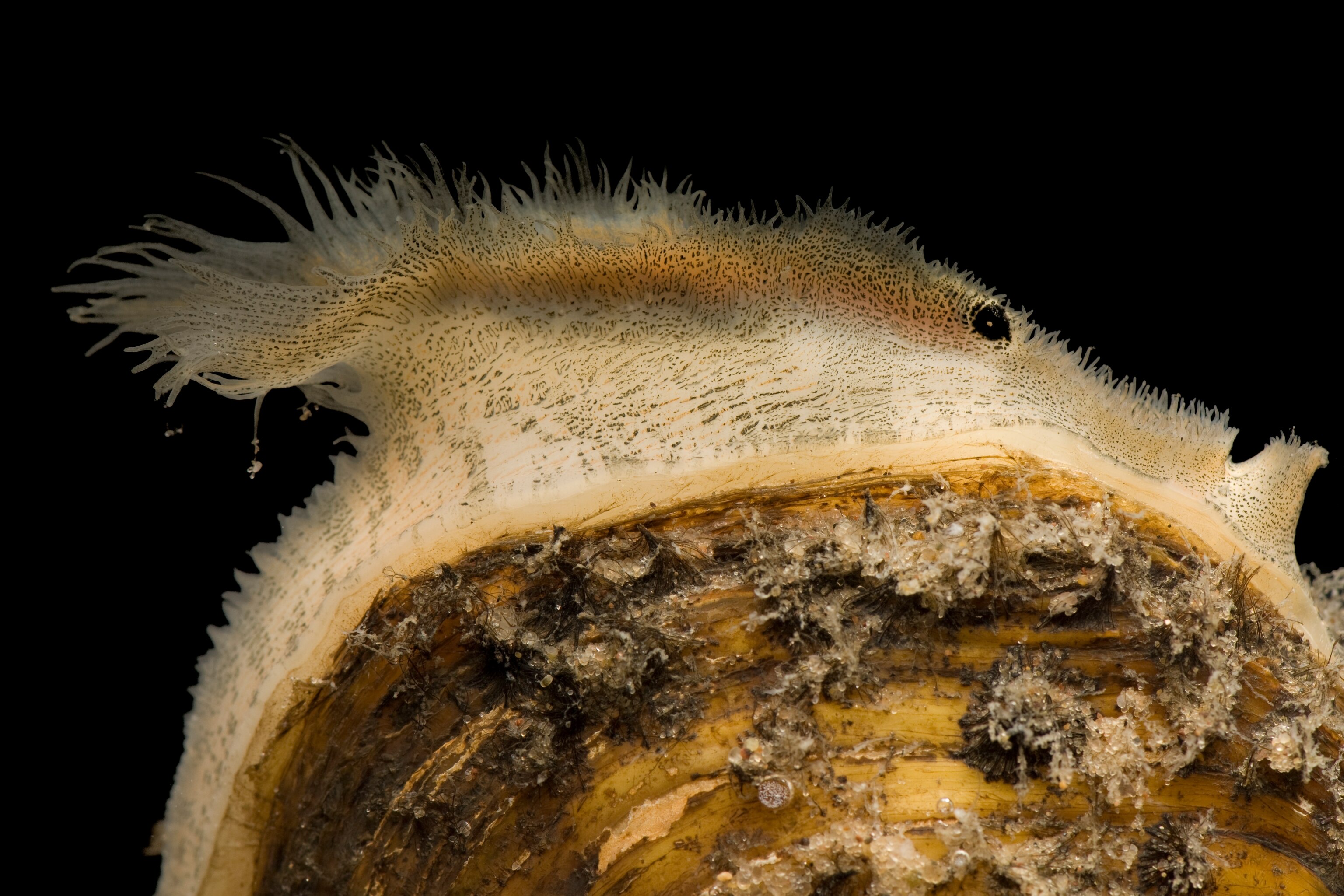 The high-stakes scramble to save the Appalachian monkeyface mussel