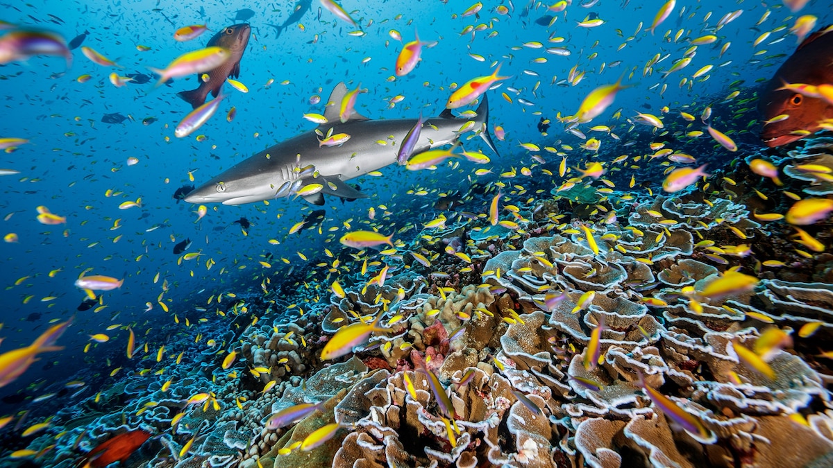 Oceans | National Geographic