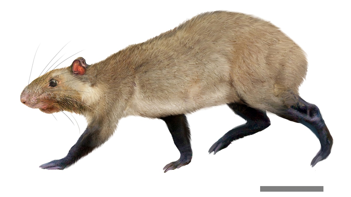 Fossil Rodents With Supertough Teeth Found | National Geographic