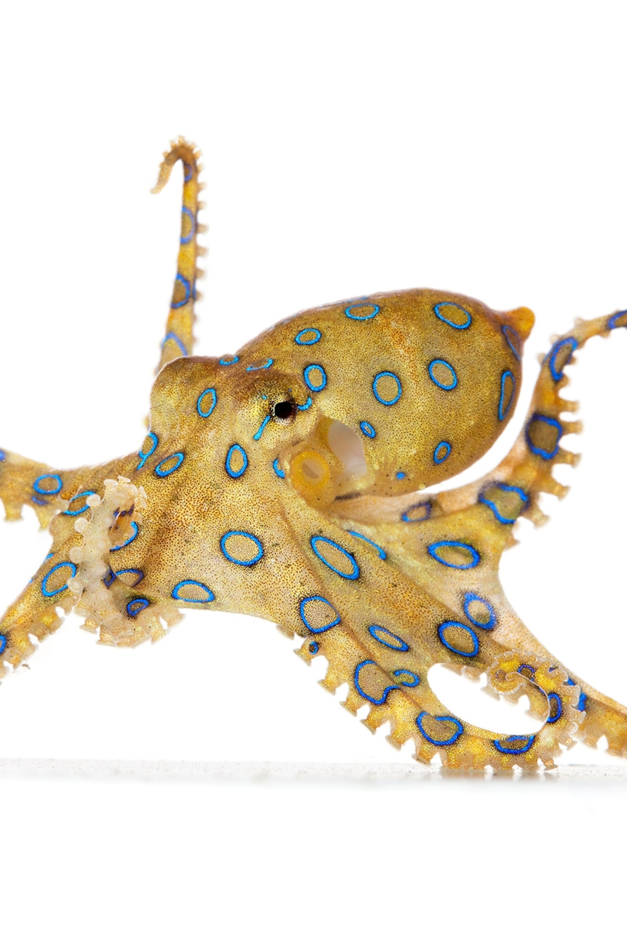 Yellow Octopus Tattoo