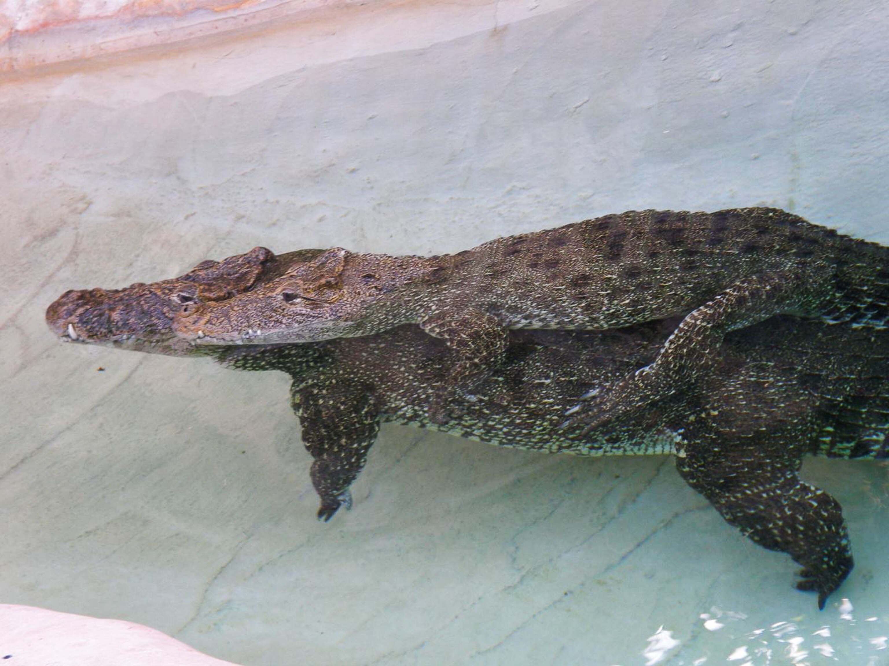 Crocodiles Play, Too, Study Says—Why Do Animals Have Fun?