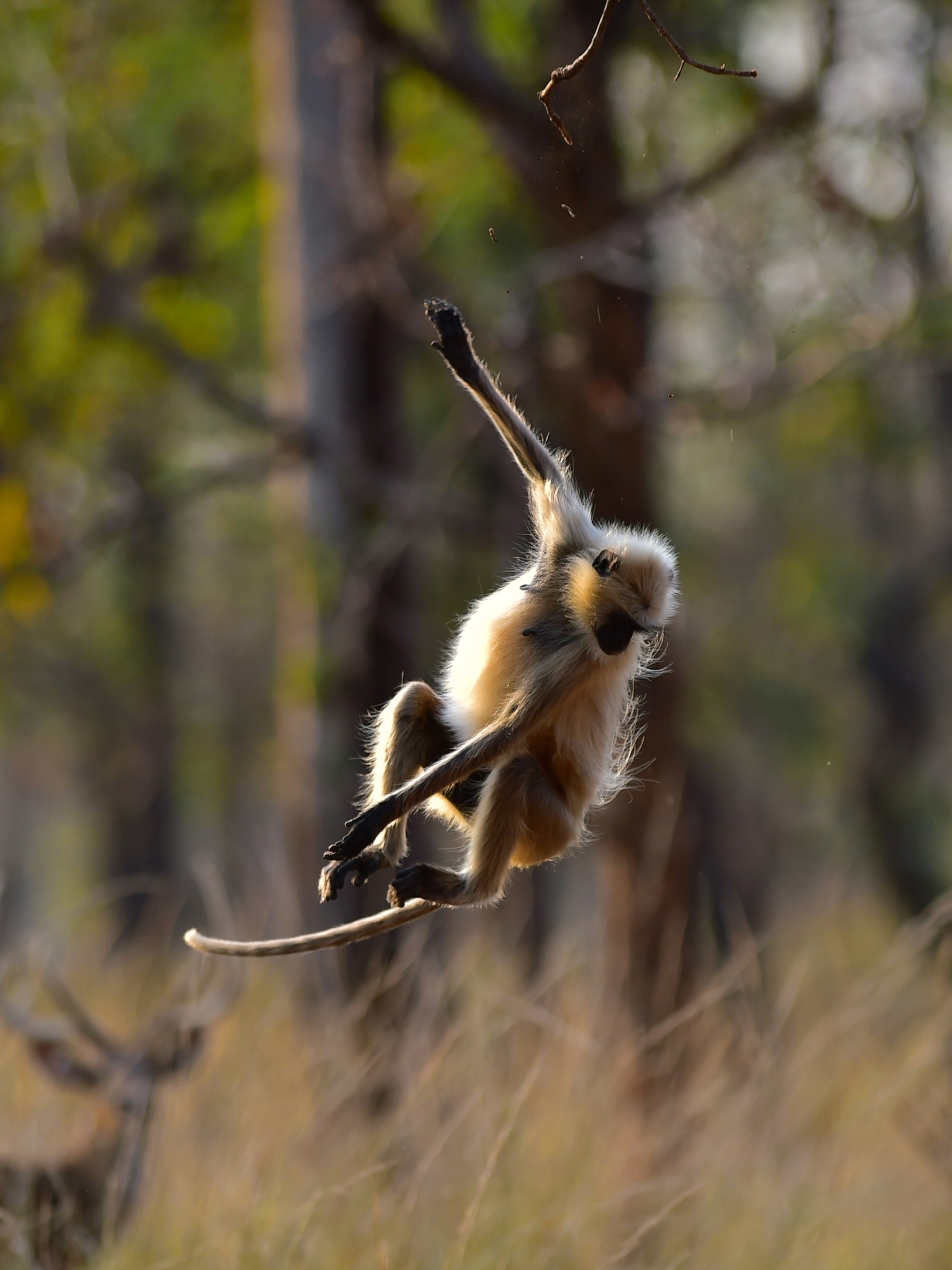 Take a Look at These Amazing Airborne Animals