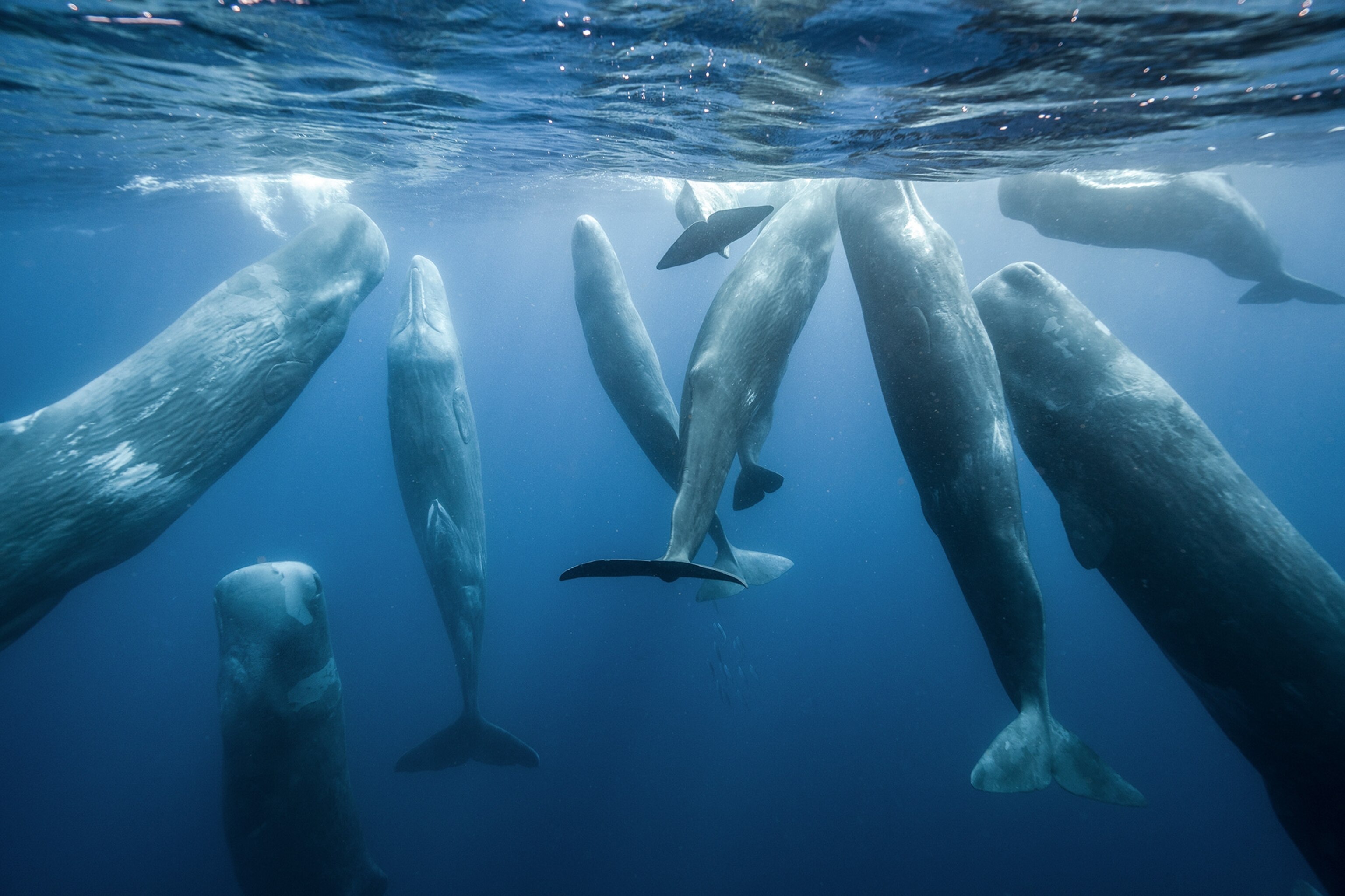 How to whale watch responsibly