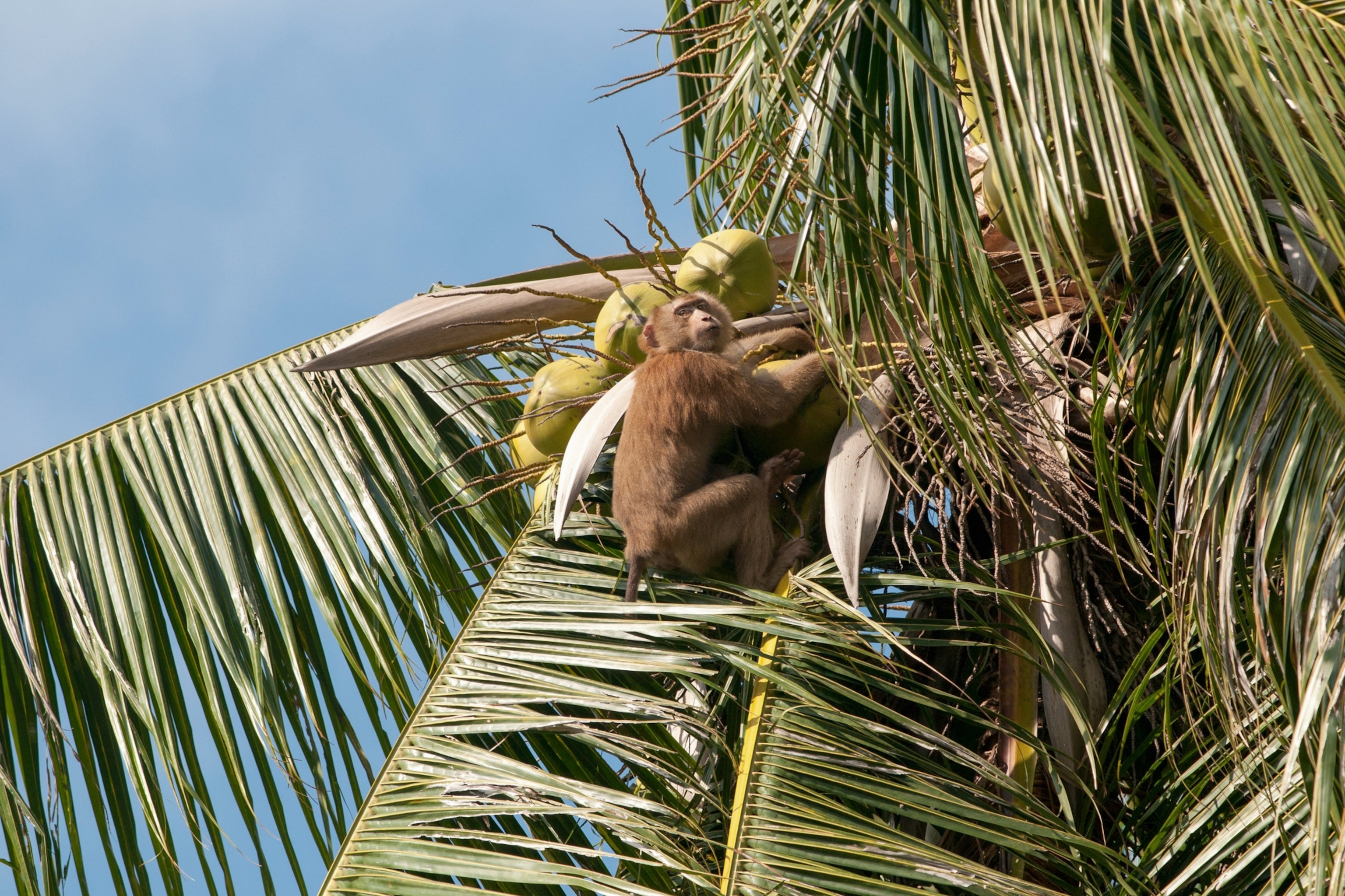 Monkeys still forced to pick coconuts in Thailand despite controversy