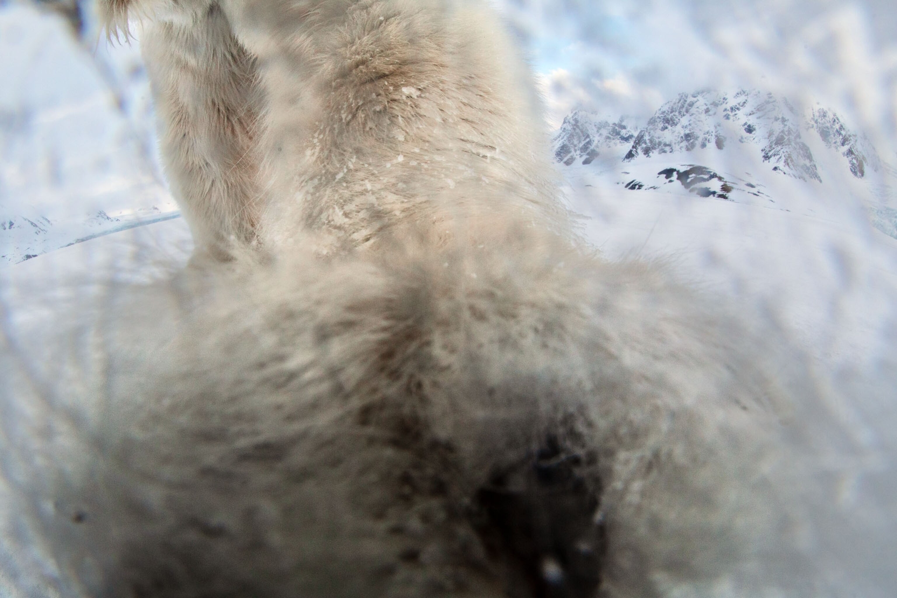See what happens when a polar bear finds a camera