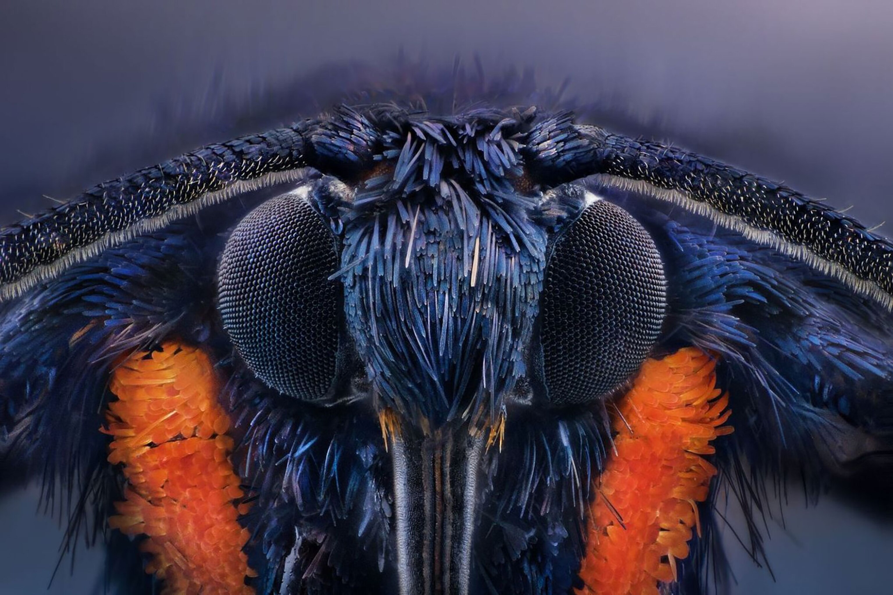 The Bug-Eyed, Colorful World of Insect Vision