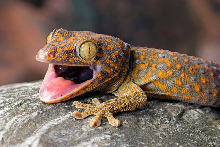 Gecko Lizard Price