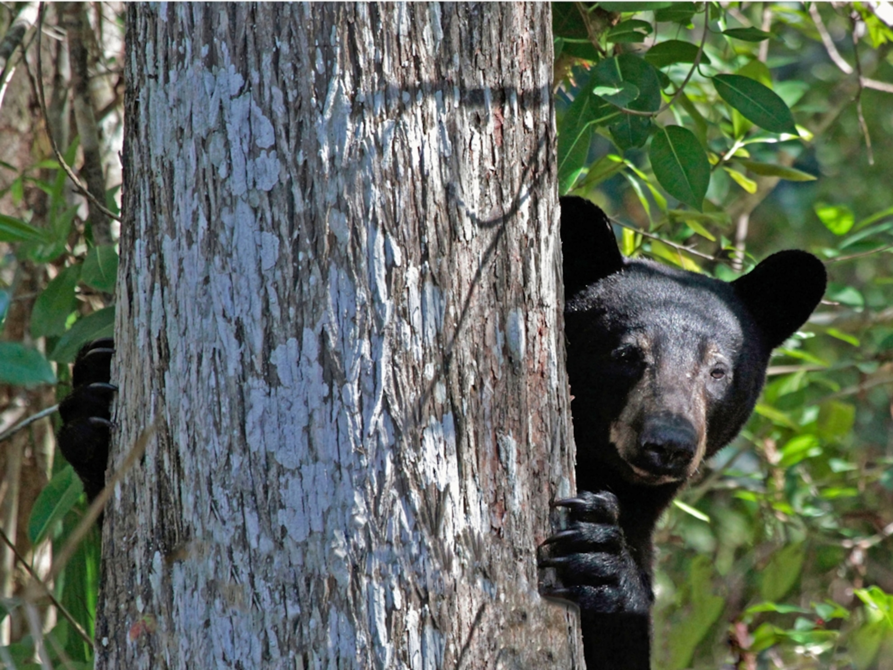 Florida Wildlife Photos -- National Geographic