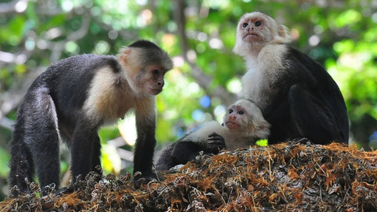 Larger monkey groups lose fights because they contain more deserters