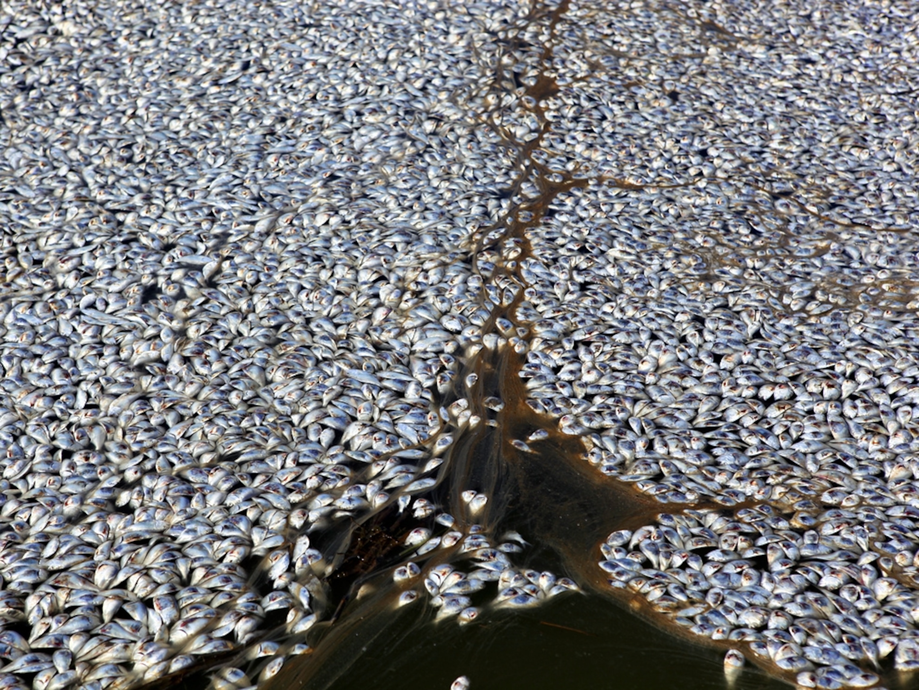 Pictures: Fish Suffocated in Giant Louisiana Die-off | National Geographic