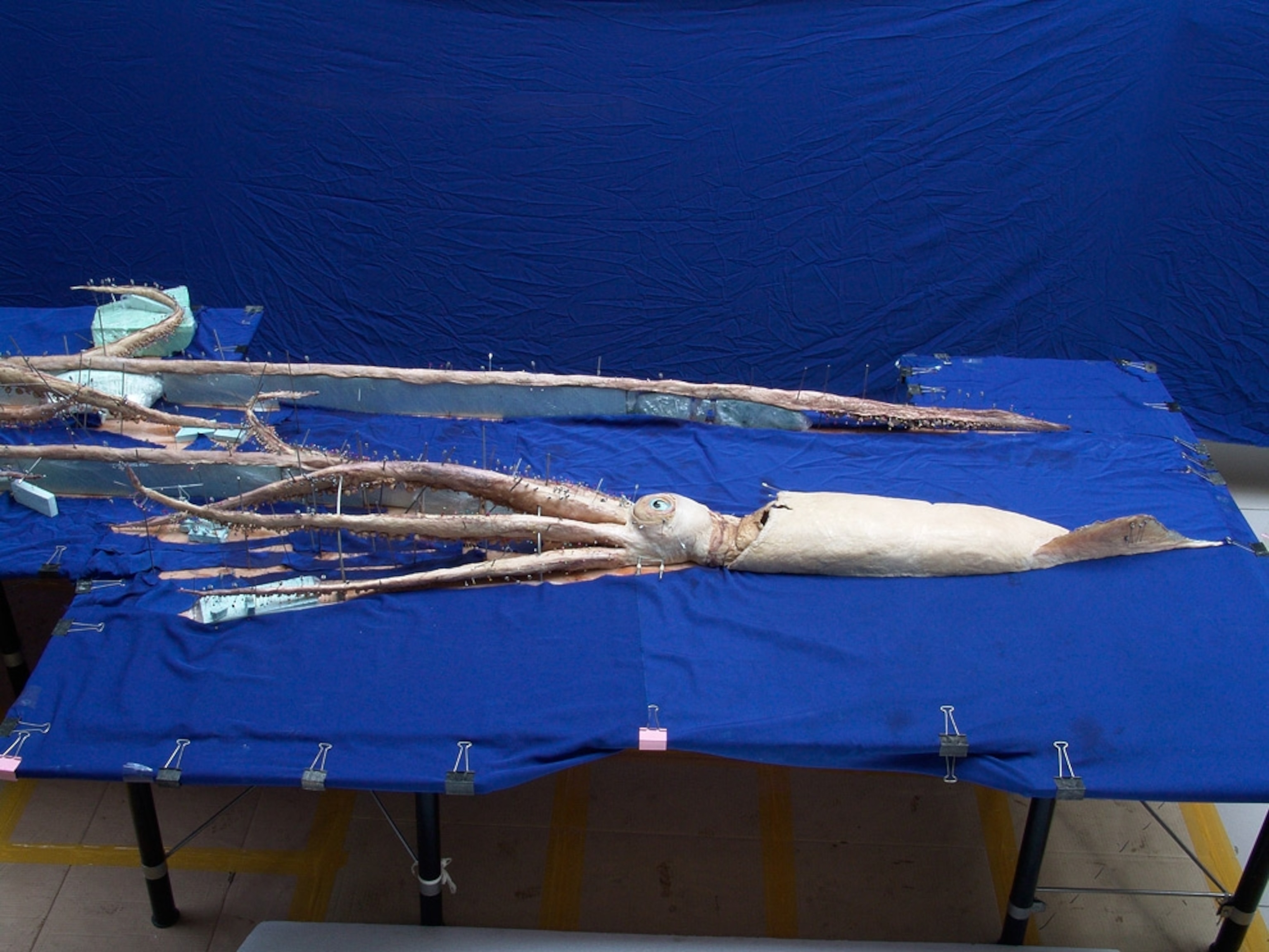 Pictures: Giant Squid Get Extreme Plastic Surgery