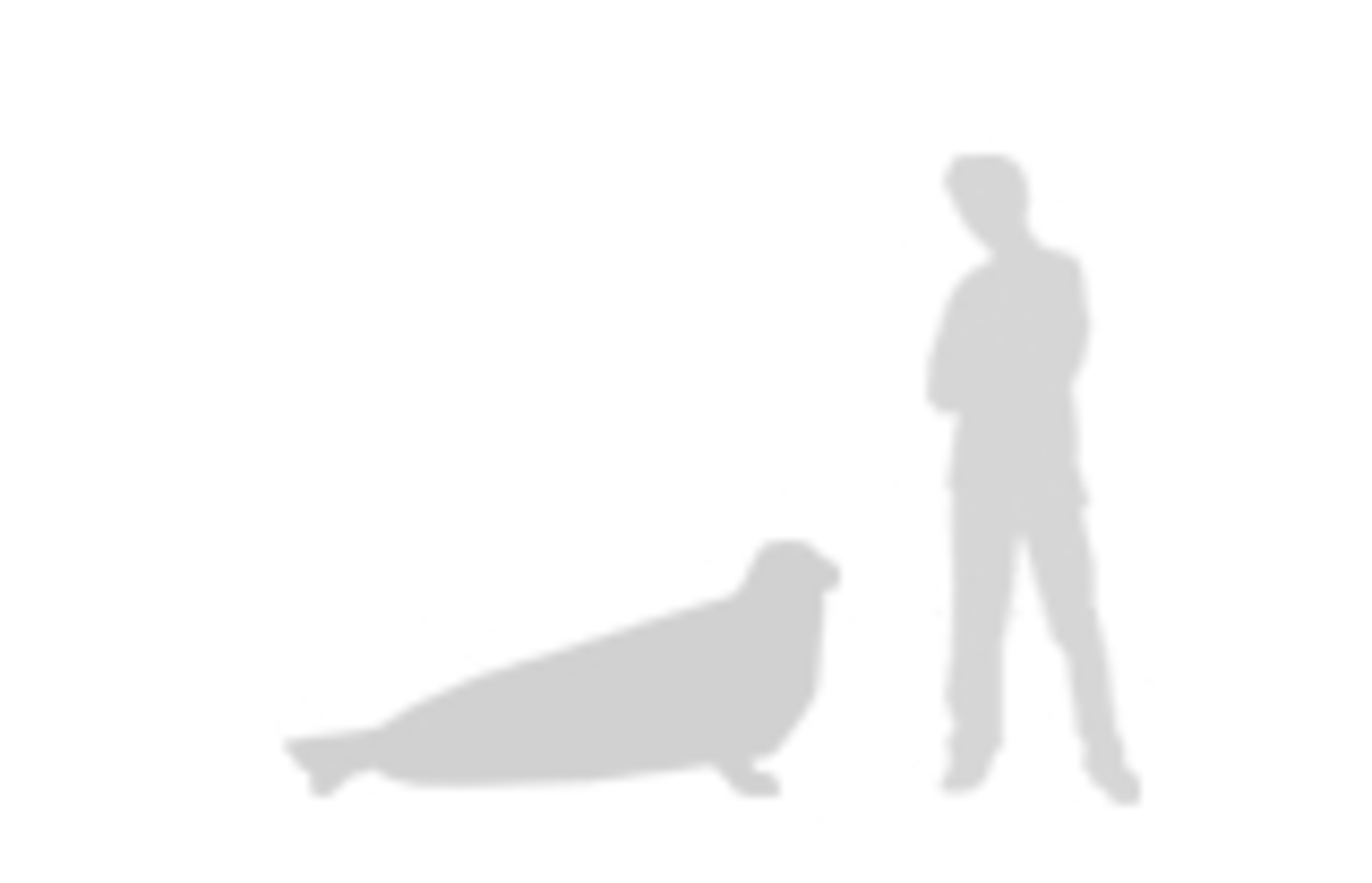 Harp Seal Diagram