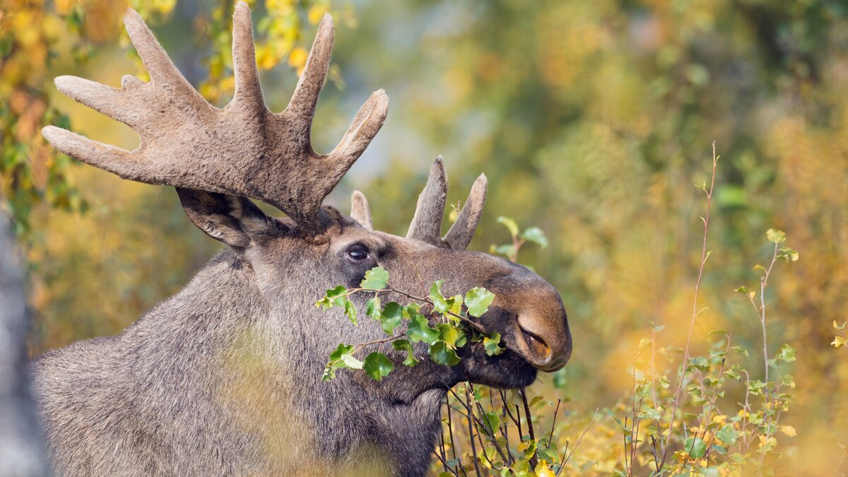 Want the Ultimate in Local Food? Hunt It | National Geographic
