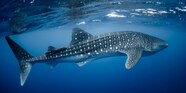 Whale Shark Whale Shark
