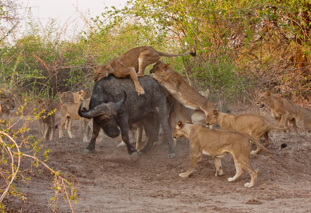 Pack Of Male Lions Hunting