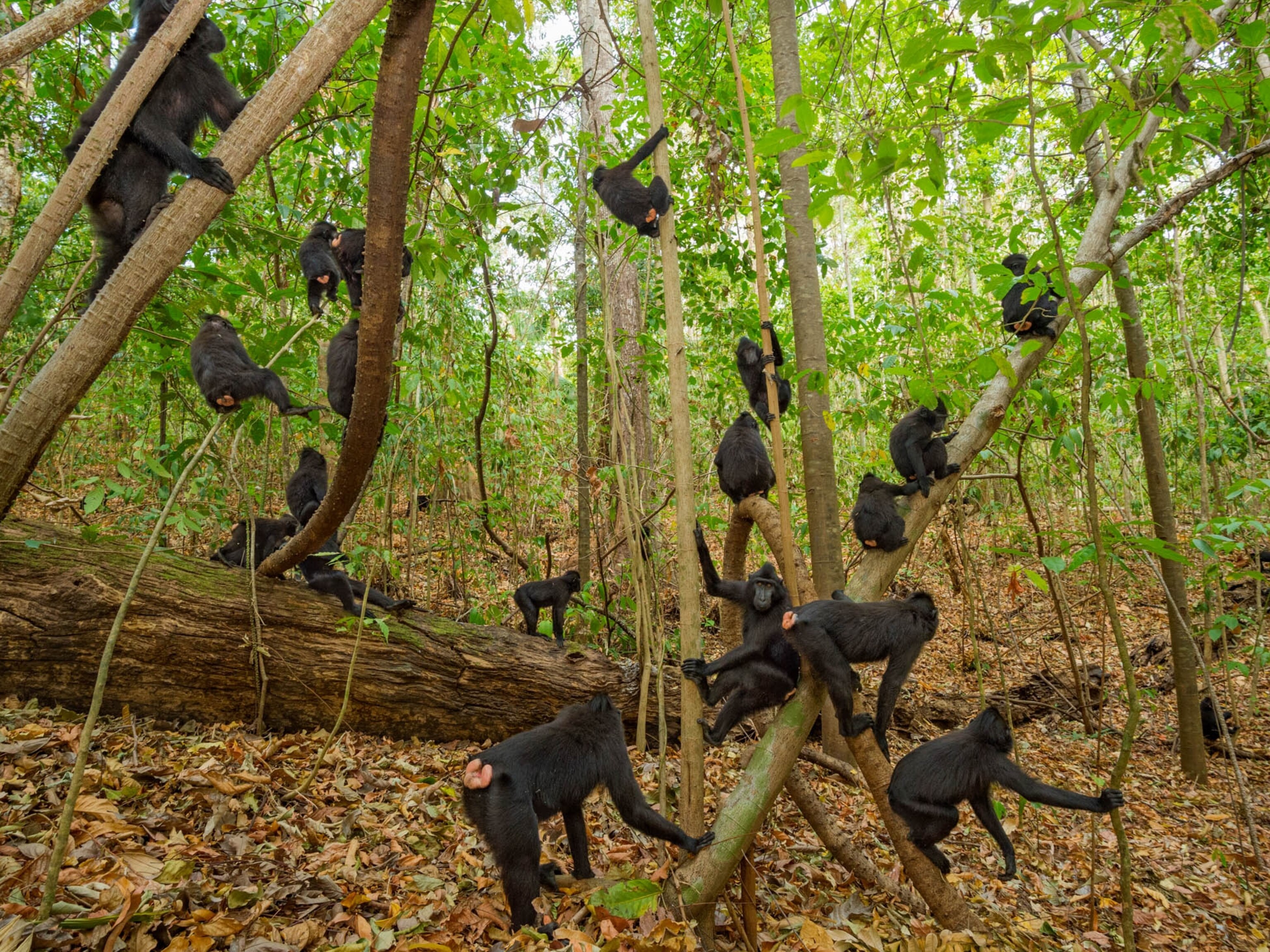 For These Monkeys, It’s a Fight for Survival