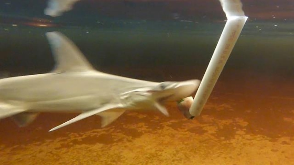 This Shark Eats Grass, and No One Knows Why