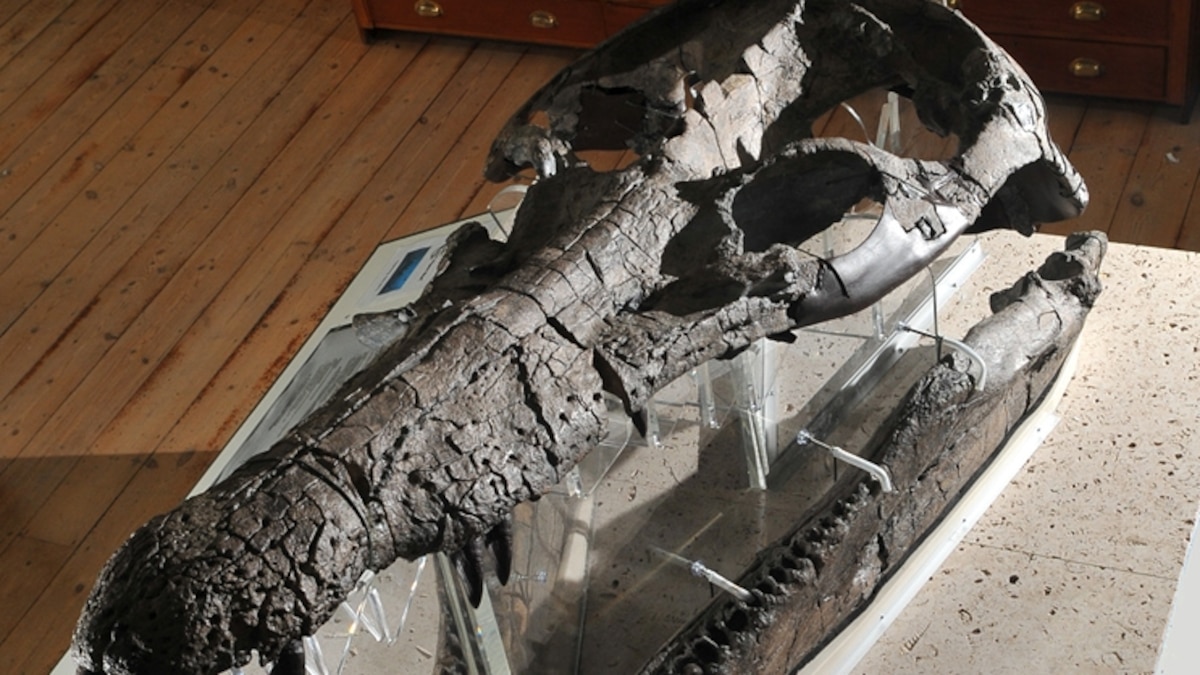 Pictures: Largest "Sea Monster" Skull Revealed? | National Geographic