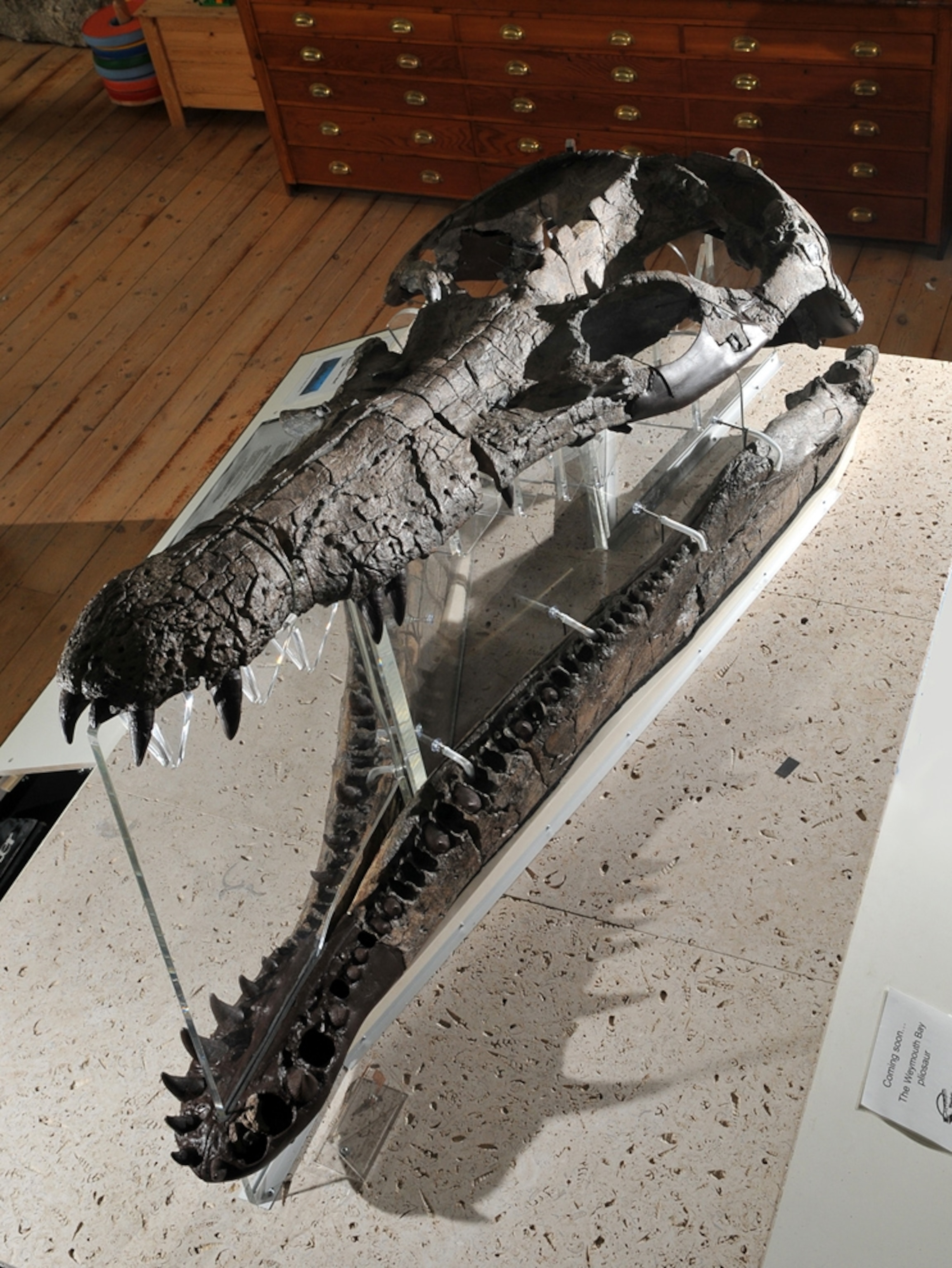 Pictures: Largest "Sea Monster" Skull Revealed?