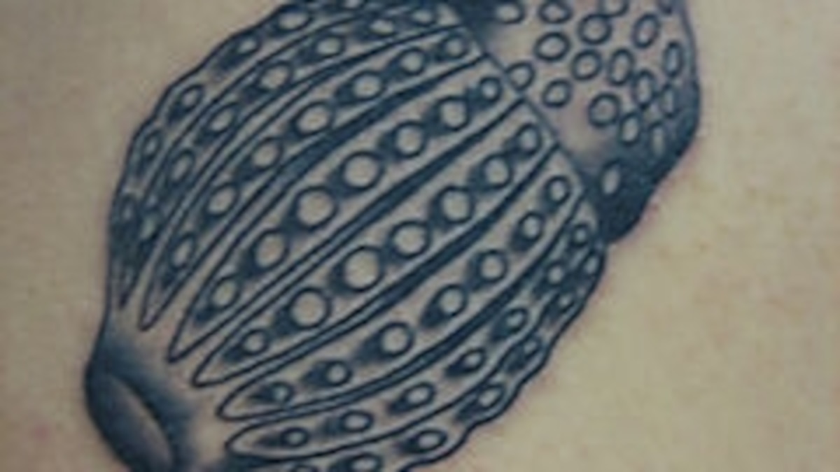 Diatom | National Geographic