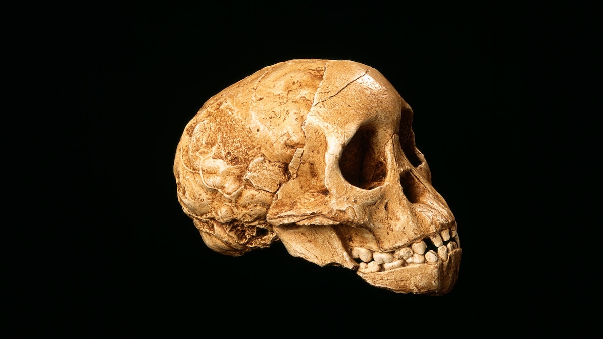 Why the ‘missing link’ fossil was almost missed | National Geographic