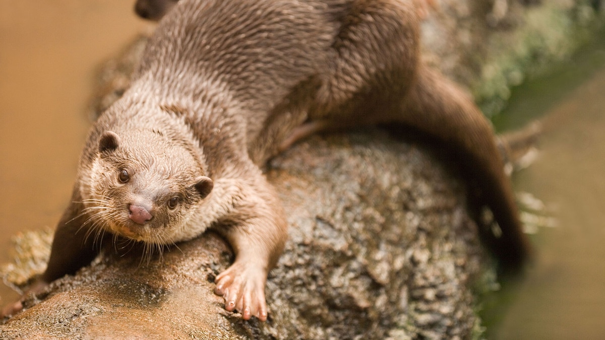 Iraq's Unique Wildlife Pushed to Brink by War, Hunting | National ...