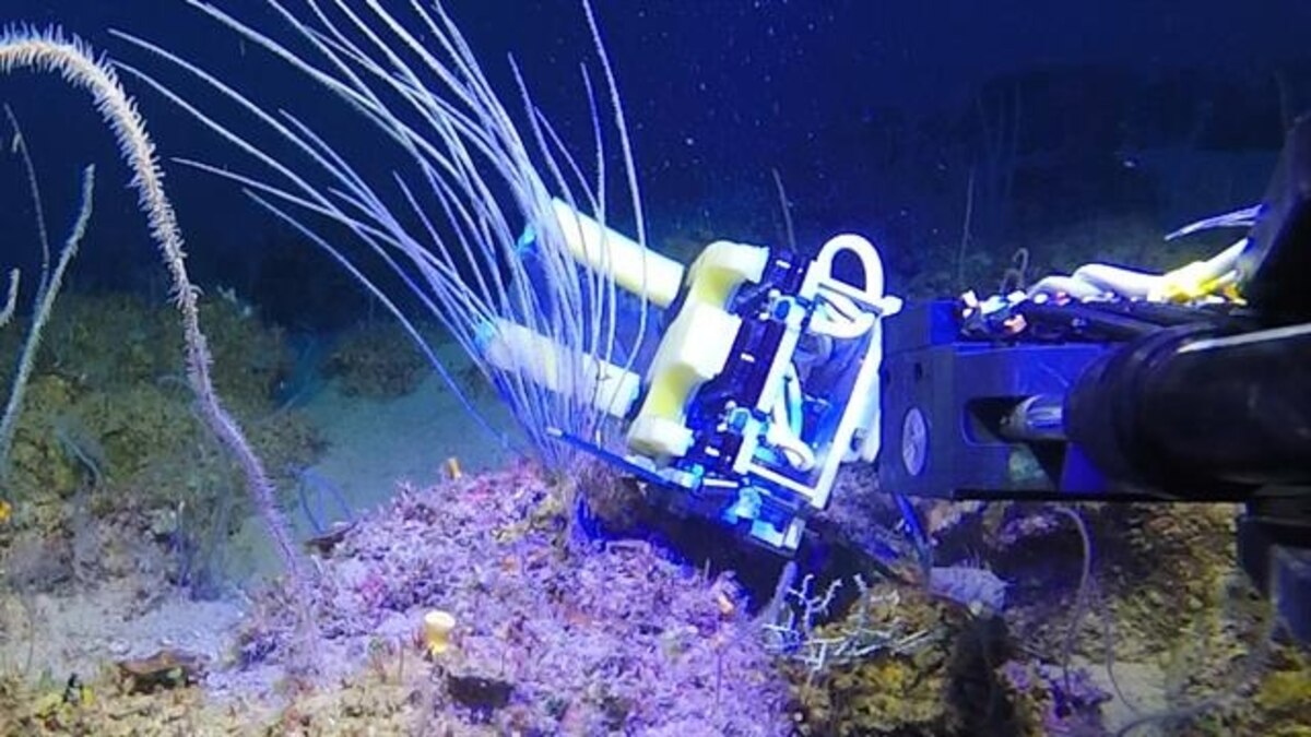'Squishy Finger' Soft Robot Hands Allow Sampling of Delicate Corals ...