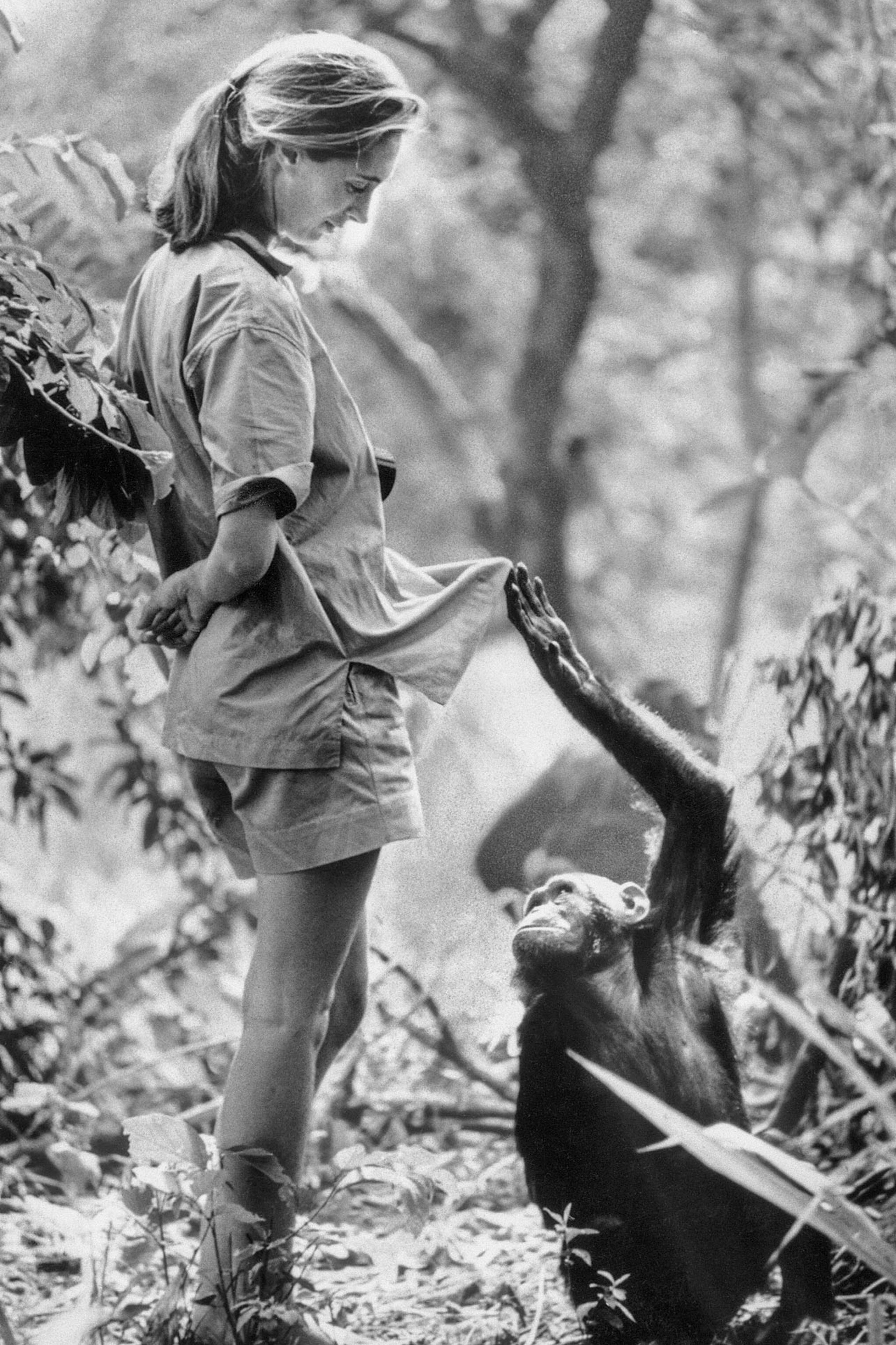 How Jane Goodall Changed What We Know About Chimps