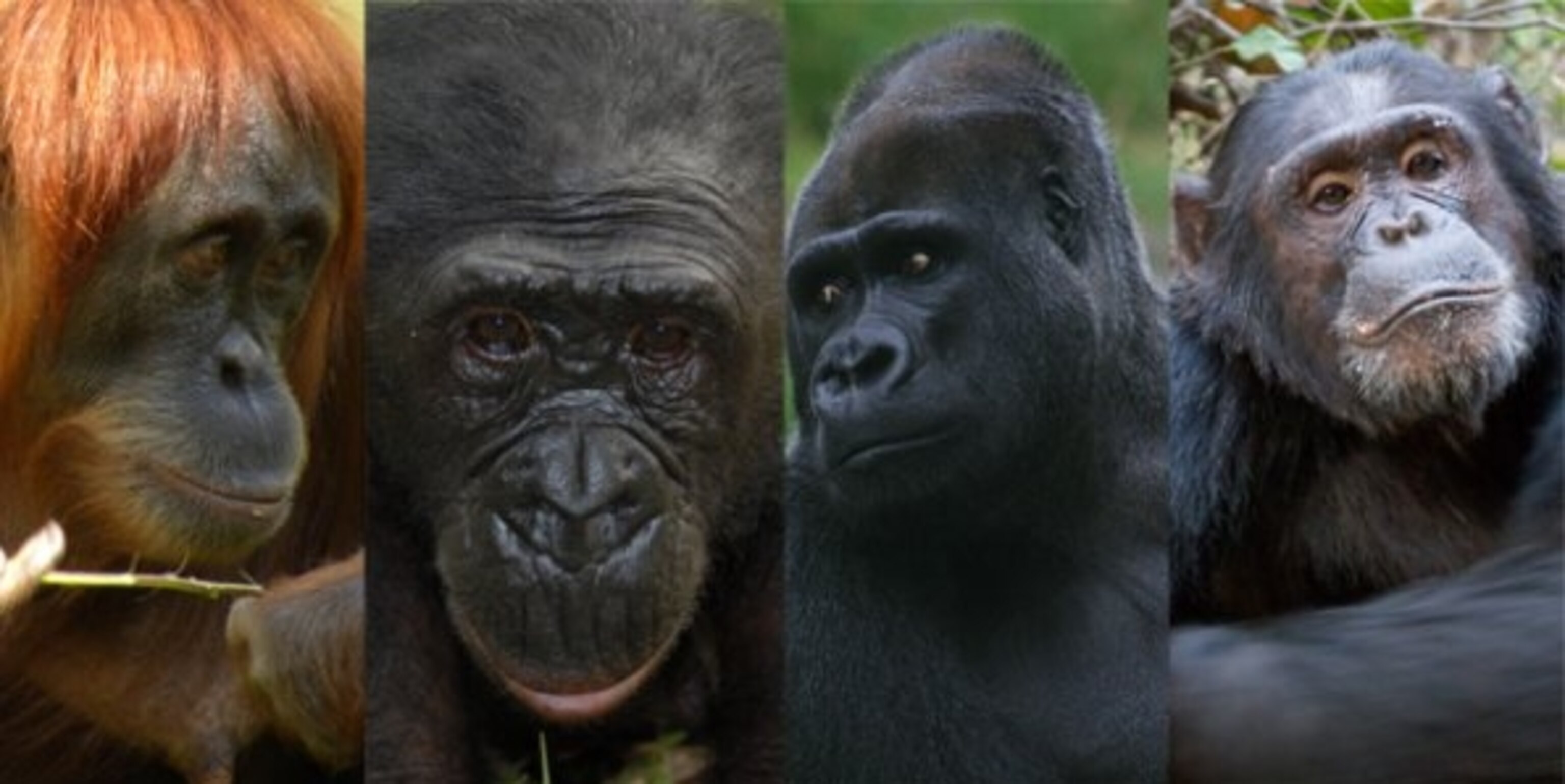 Our closest relatives – a visual tour of the primates