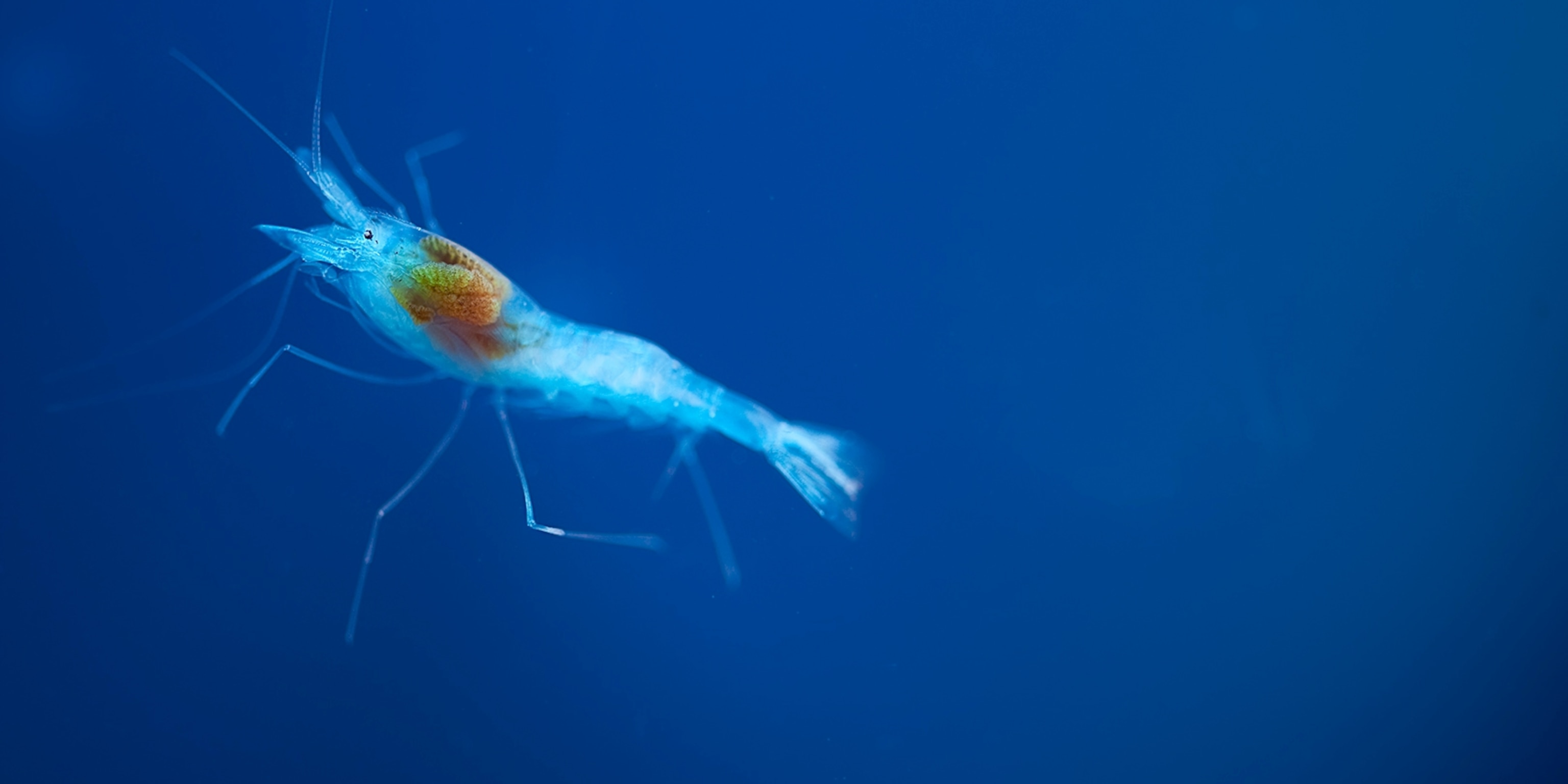 Underwater Cave Animals