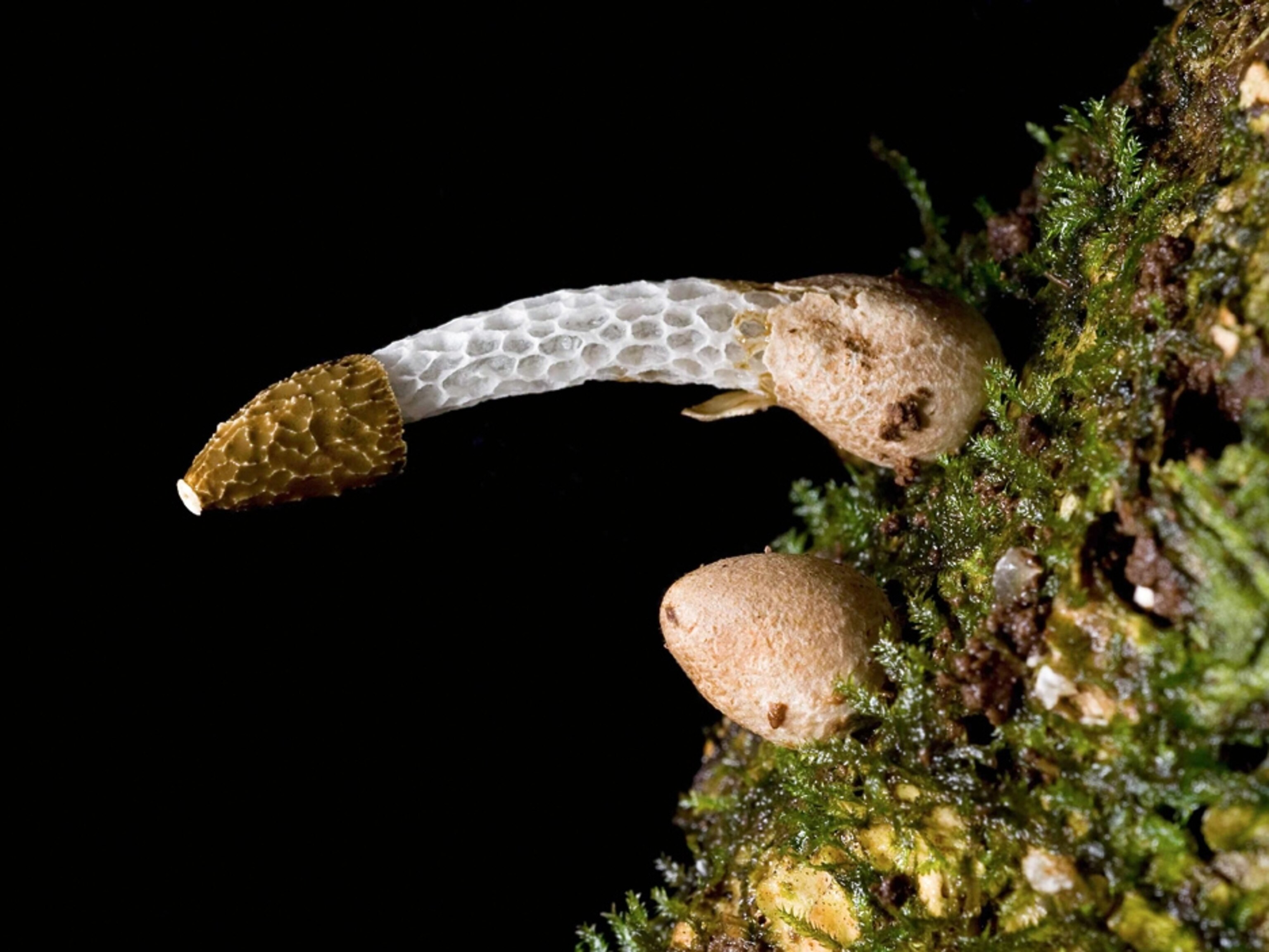 Photos: Dracula Fish, Bomber Worm on Top New Species List