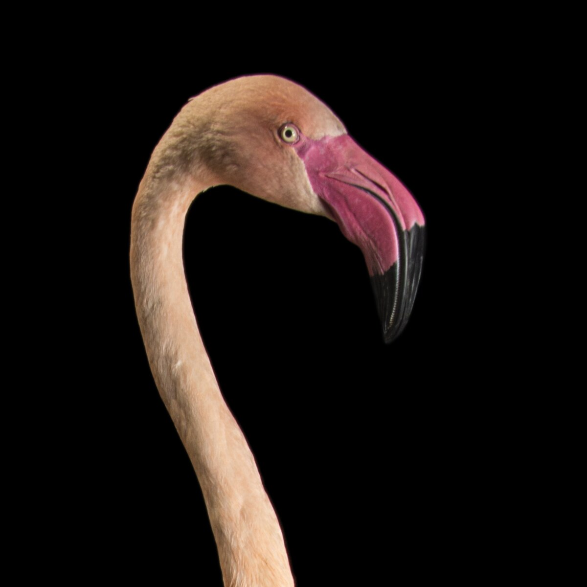 Greater Flamingo | National Geographic