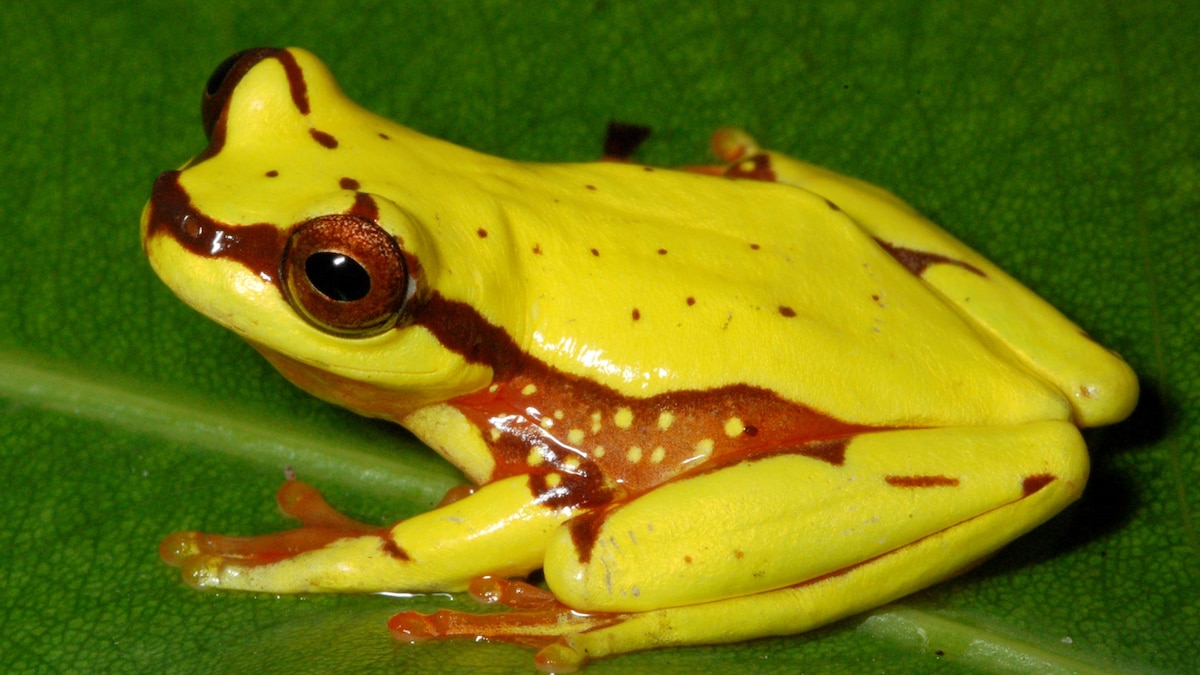 New Amazon Frog Named After Mythical Monster | National Geographic
