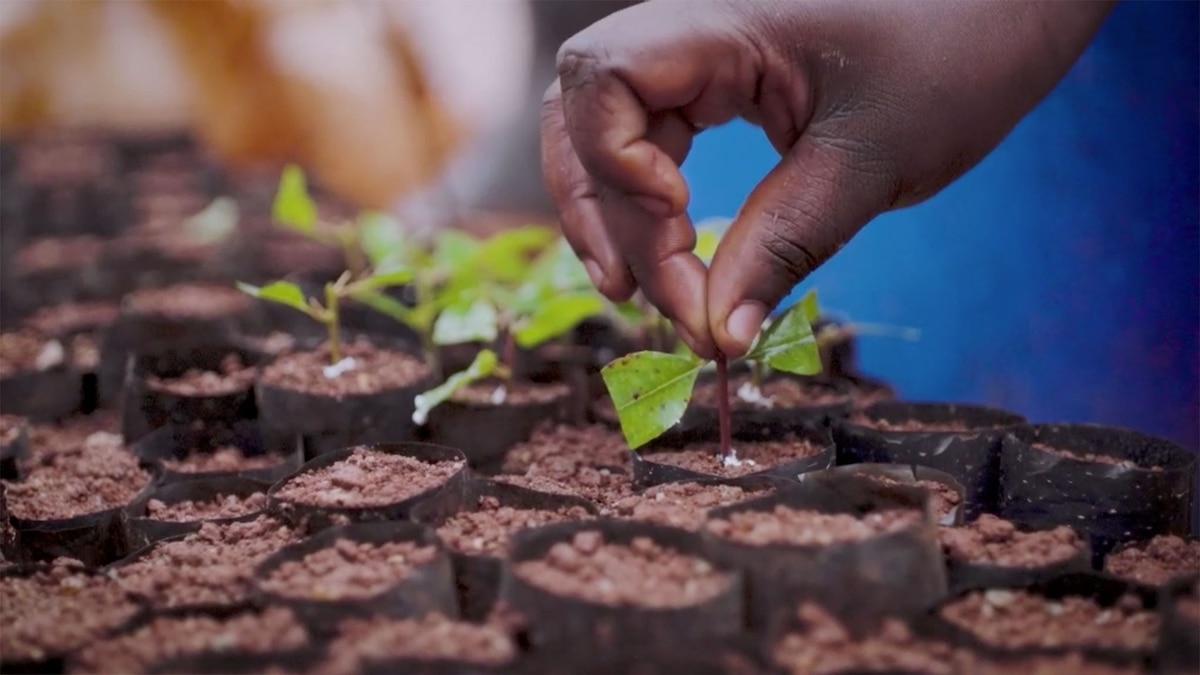 How sustainable plantations help save Uganda’s decimated forests ...