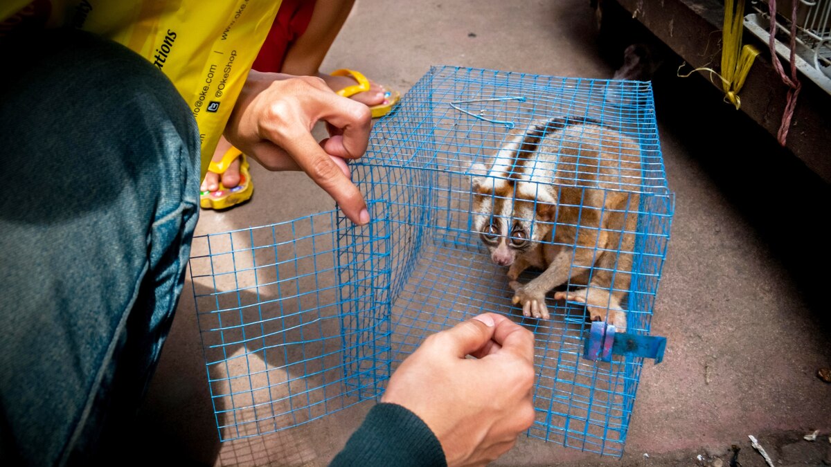 Lessons From a Quiz: How to Make Exotic Pets Unappealing